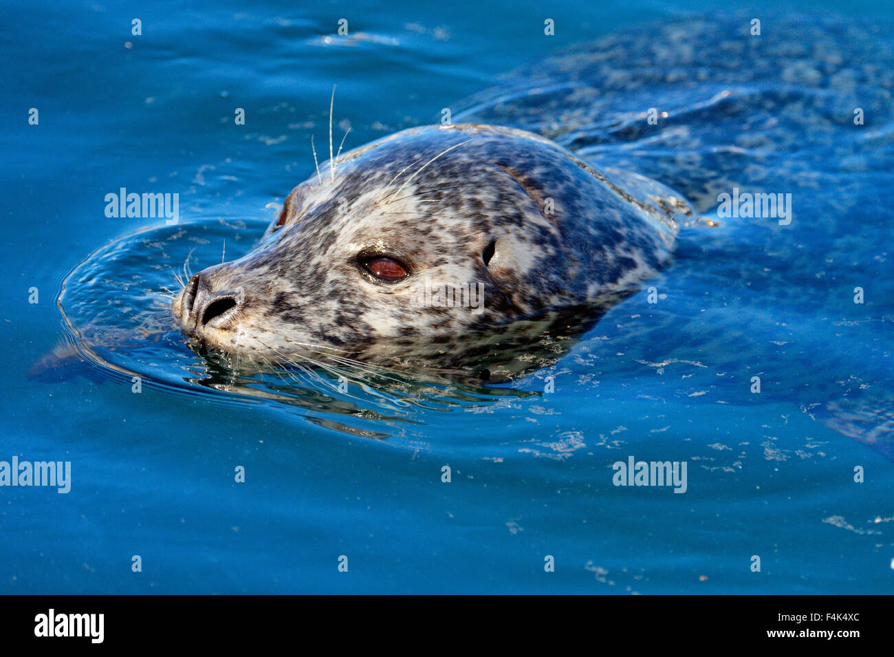 Pacific harbour seal victoria bc hi-res stock photography and images ...