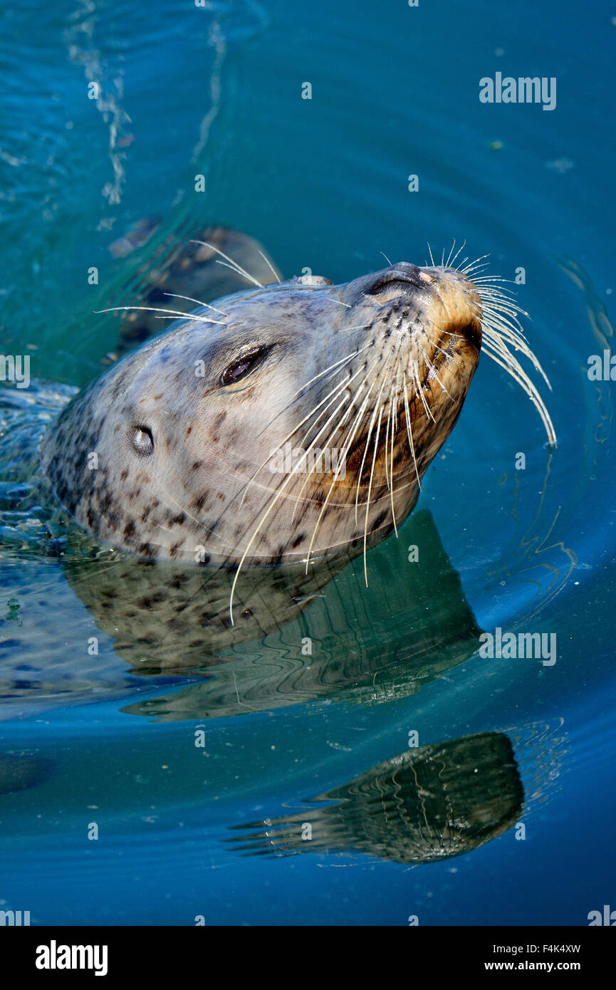 Harbour Seal (Phoca vitulina), Victoria, British Columbia, Canada Stock ...