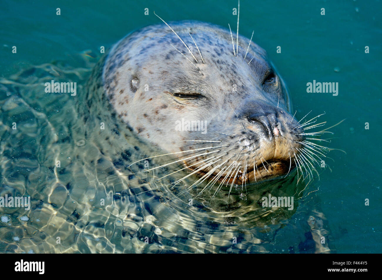 Harbour Seal (Phoca vitulina), Victoria, British Columbia, Canada Stock ...