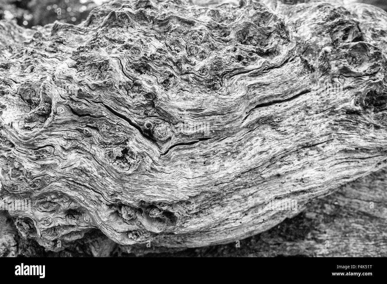 Crooked trees Black and White Stock Photos & Images - Alamy