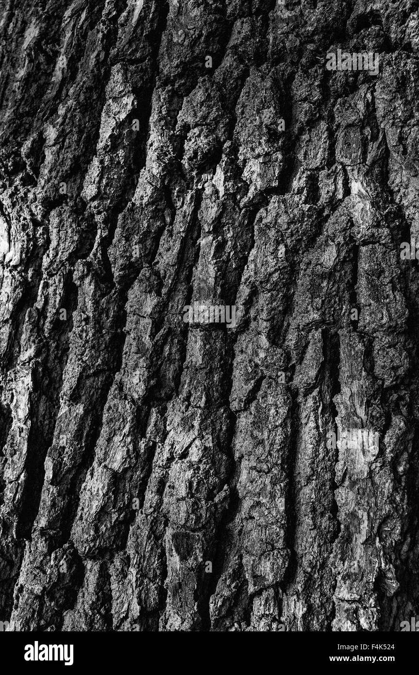 Cutting in bark tree Black and White Stock Photos & Images - Alamy