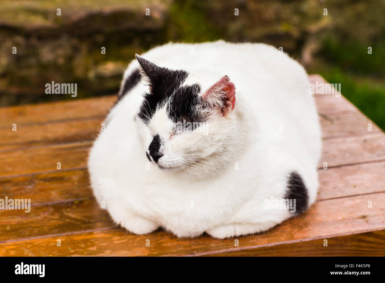 fat cat sitting Stock Photo - Alamy