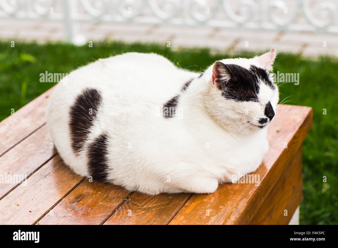 fat cat sitting Stock Photo - Alamy