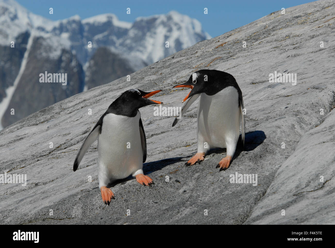 Two Gentoo Penguins Stock Photo - Alamy