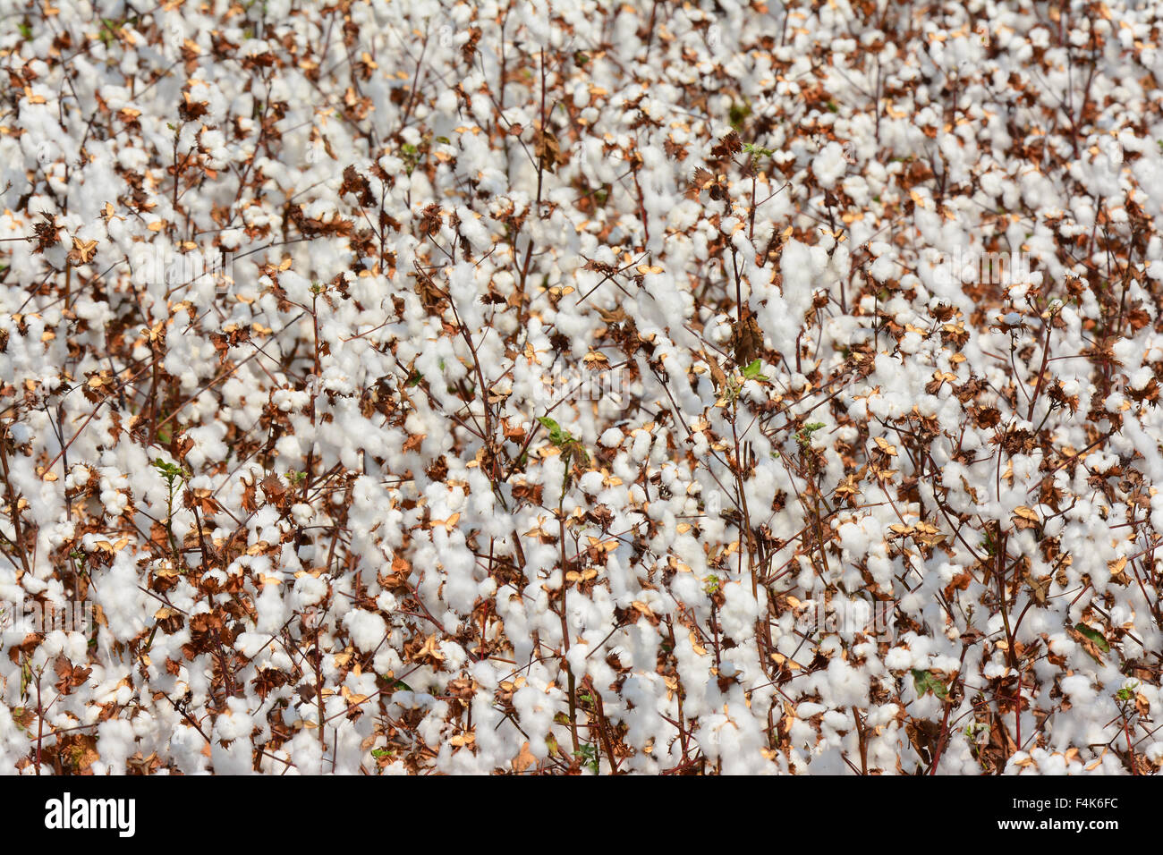 Boll weevil cotton hi-res stock photography and images - Alamy