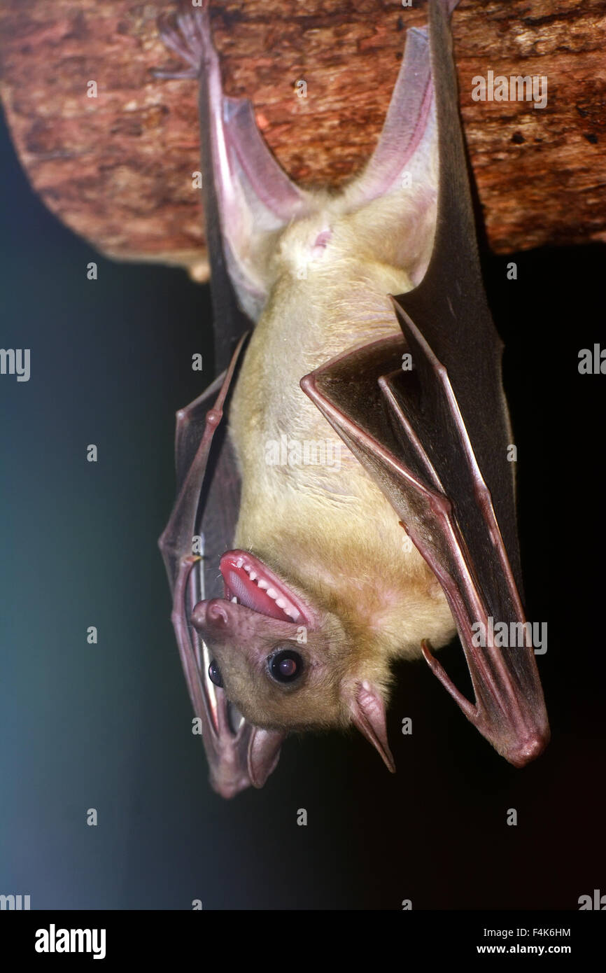Bat hanging upside down hi-res stock photography and images - Alamy