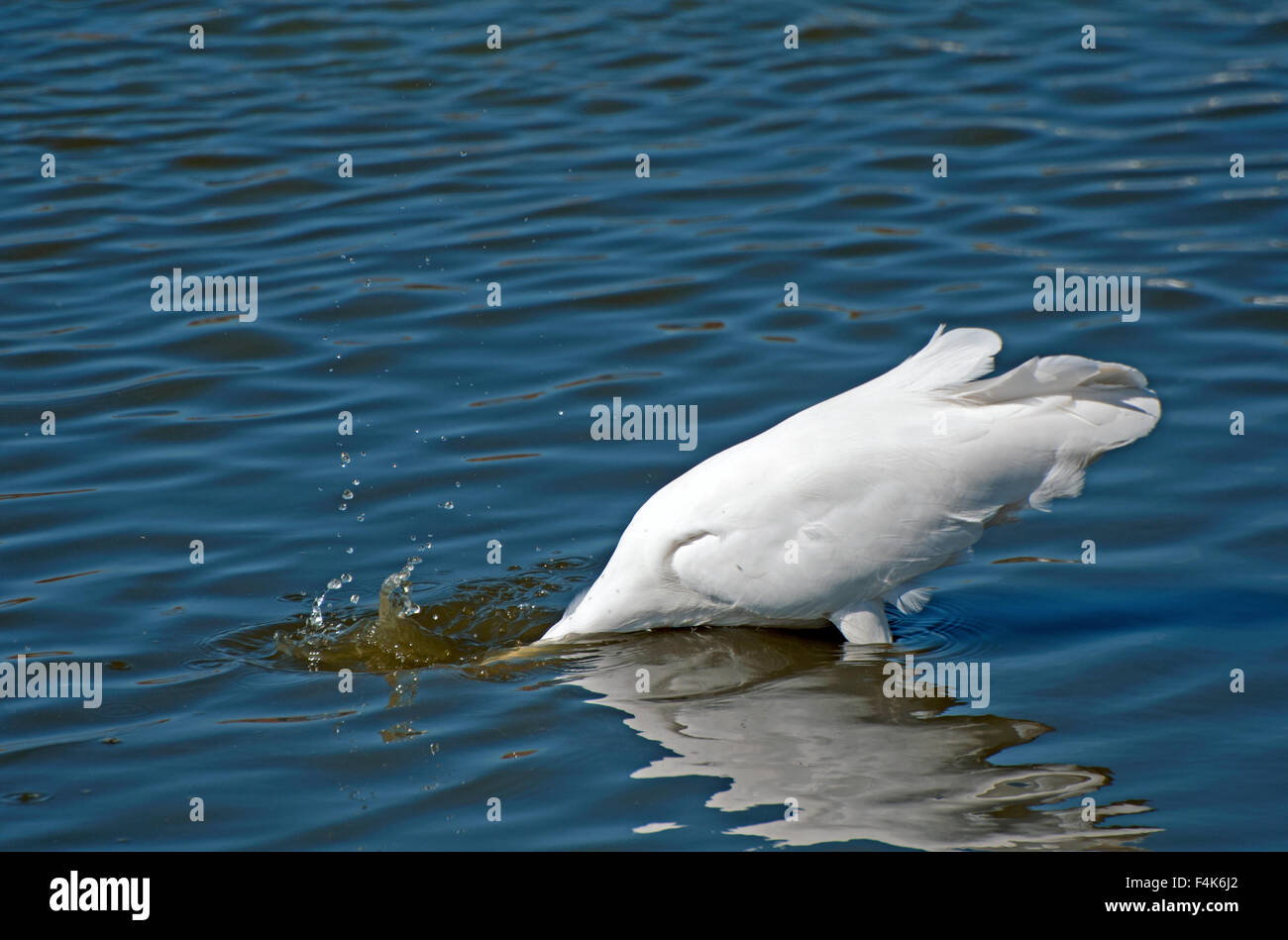 Great Egret hunting Stock Photo - Alamy