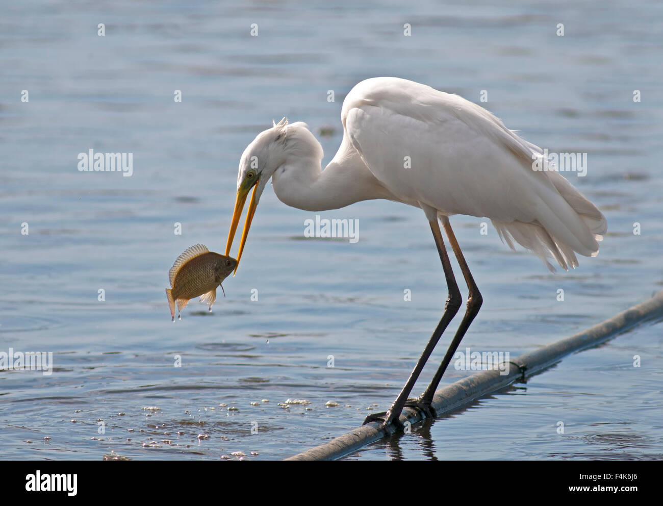 Great Egret hunt fish Stock Photo - Alamy