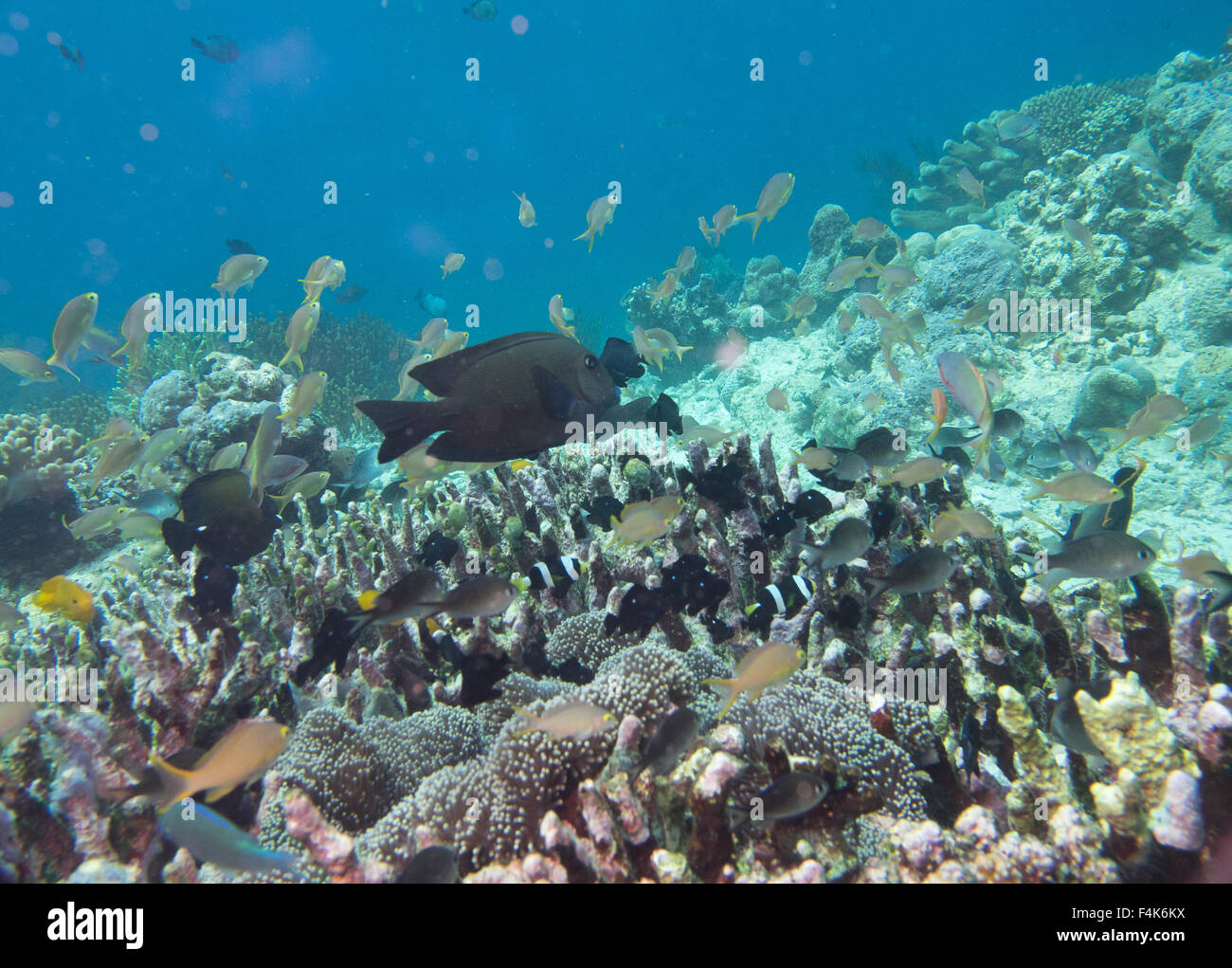 Diving in Komodo National Park, Indonesia Stock Photo - Alamy