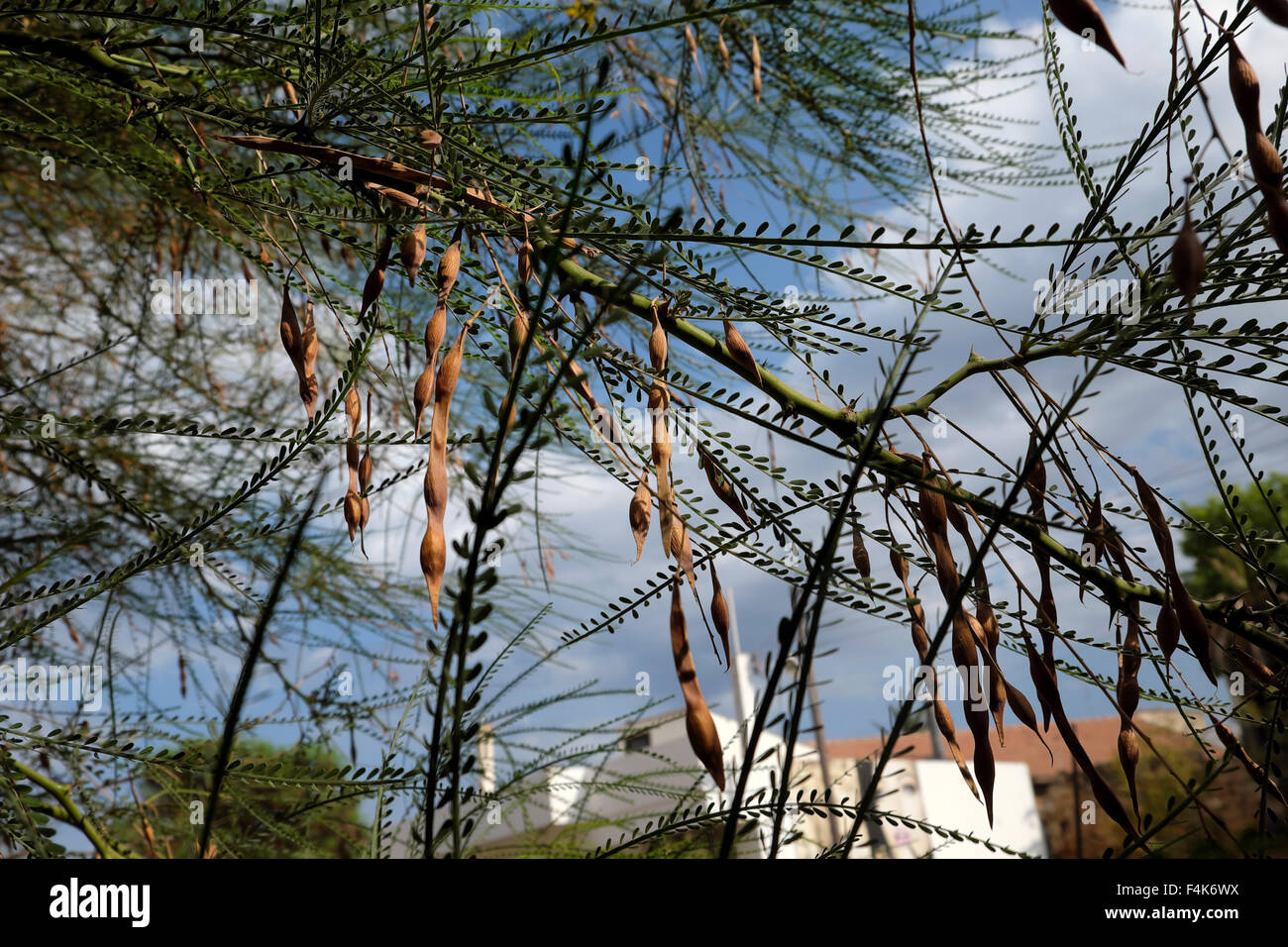 Seed pods on tree in Turkish North Cyprus garden KATHY DEWITT Stock ...