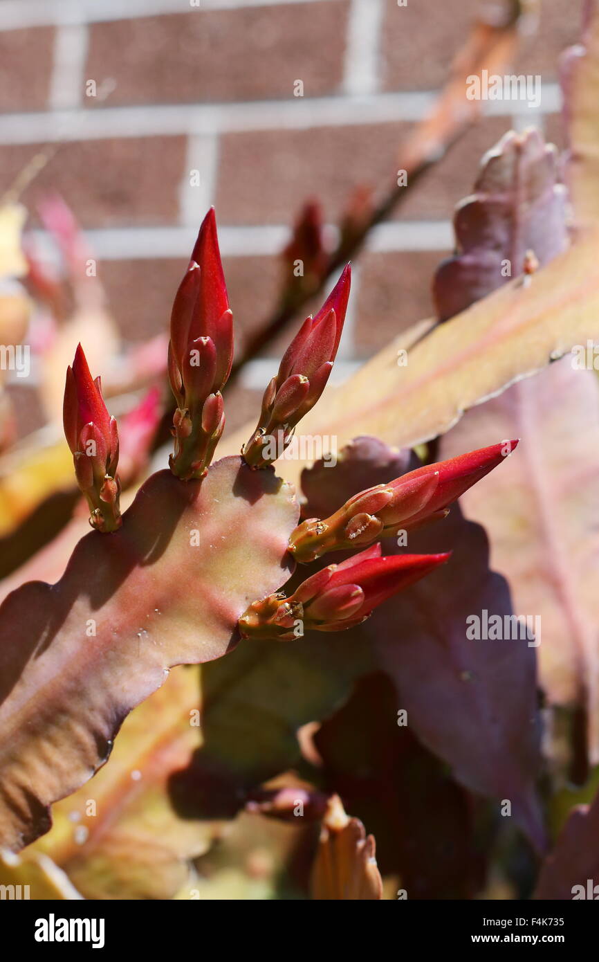 Close up of Epiphyllum or orchid cactus with flower buds Stock Photo ...