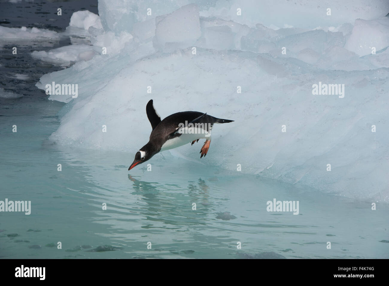 Penguin jump iceberg hi-res stock photography and images - Alamy