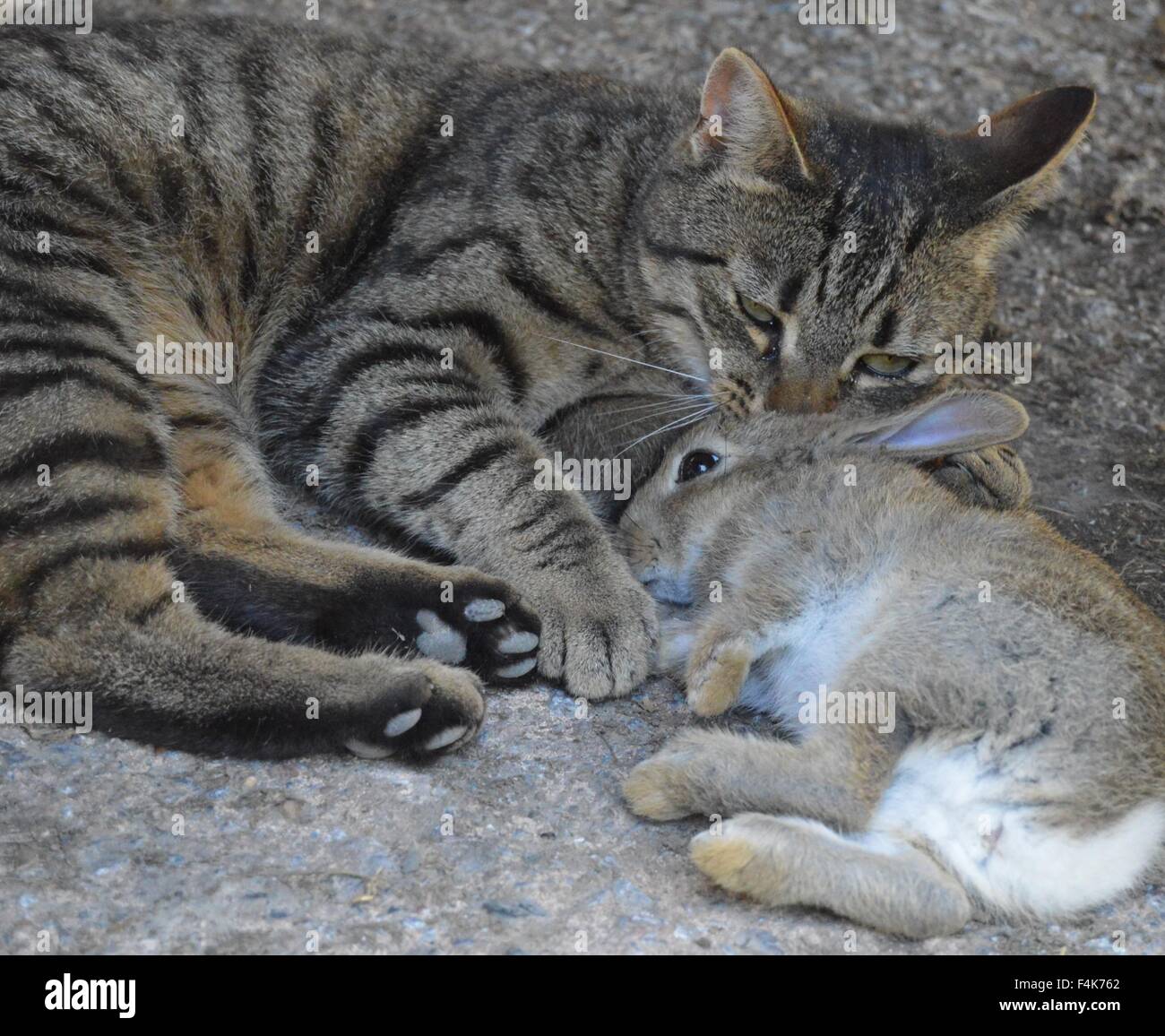 Dead Rabbit Stock Photos & Dead Rabbit Stock Images - Alamy