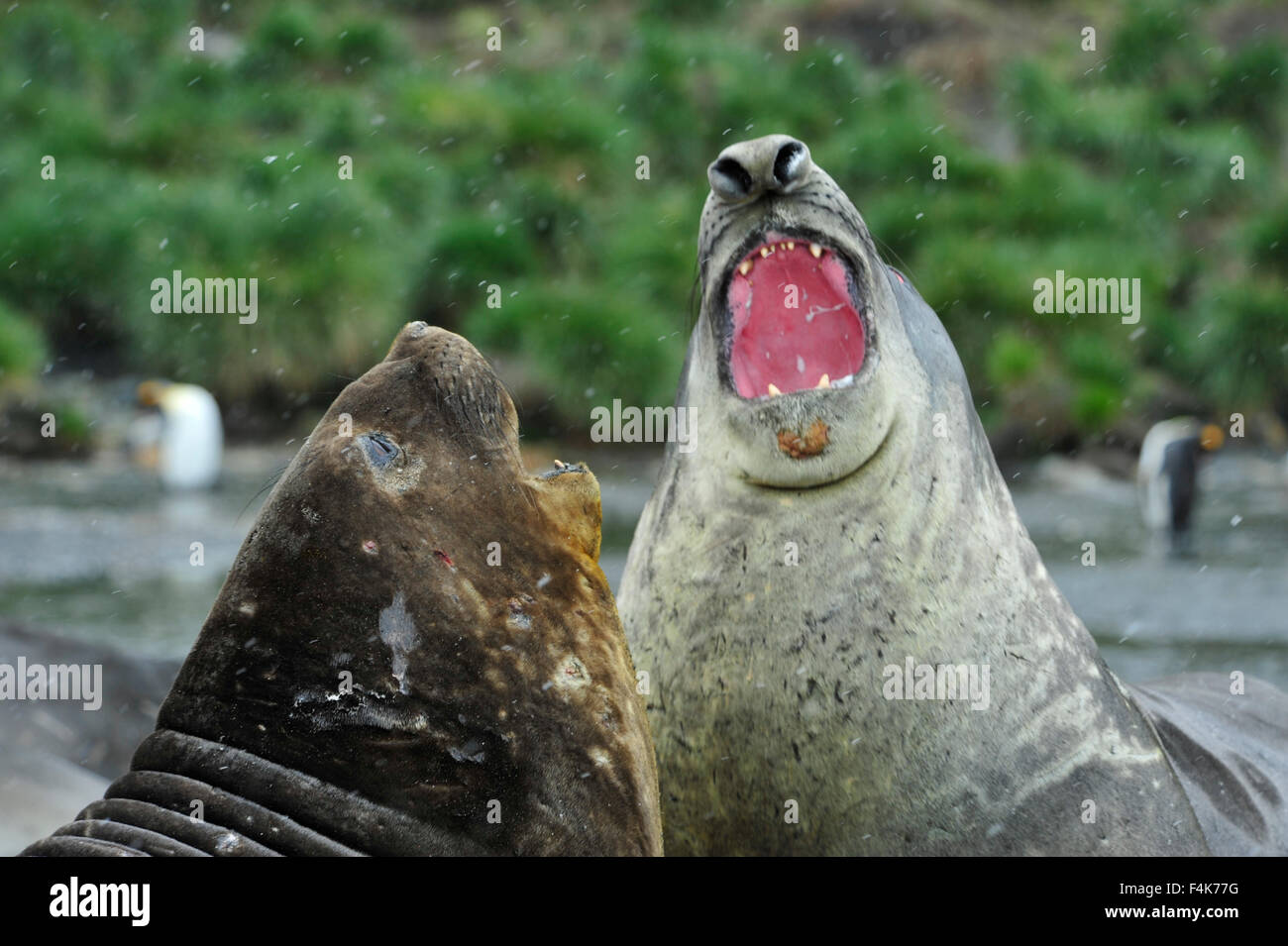 Elephant Seal fight Stock Photo - Alamy
