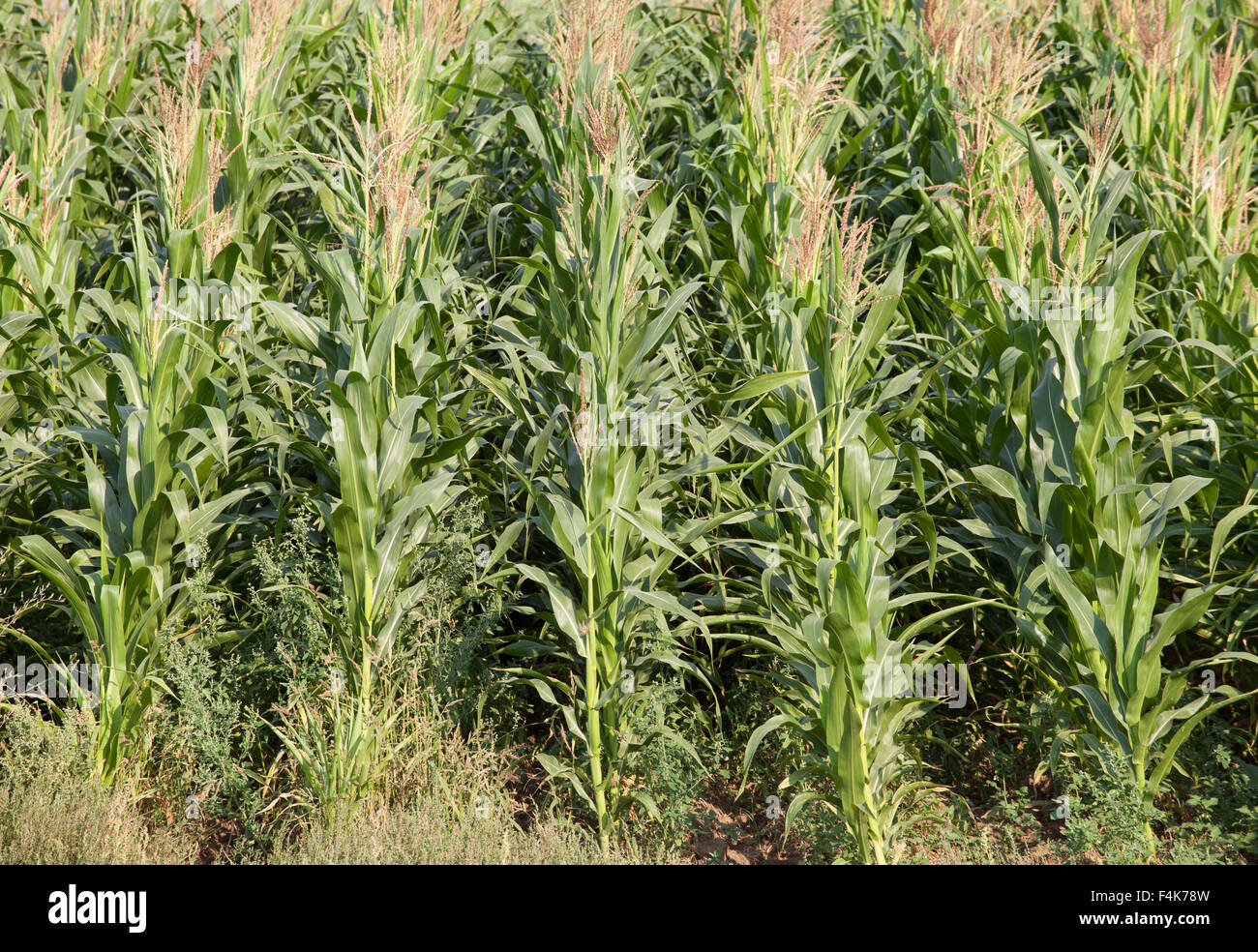 Indian corn field hi-res stock photography and images - Alamy