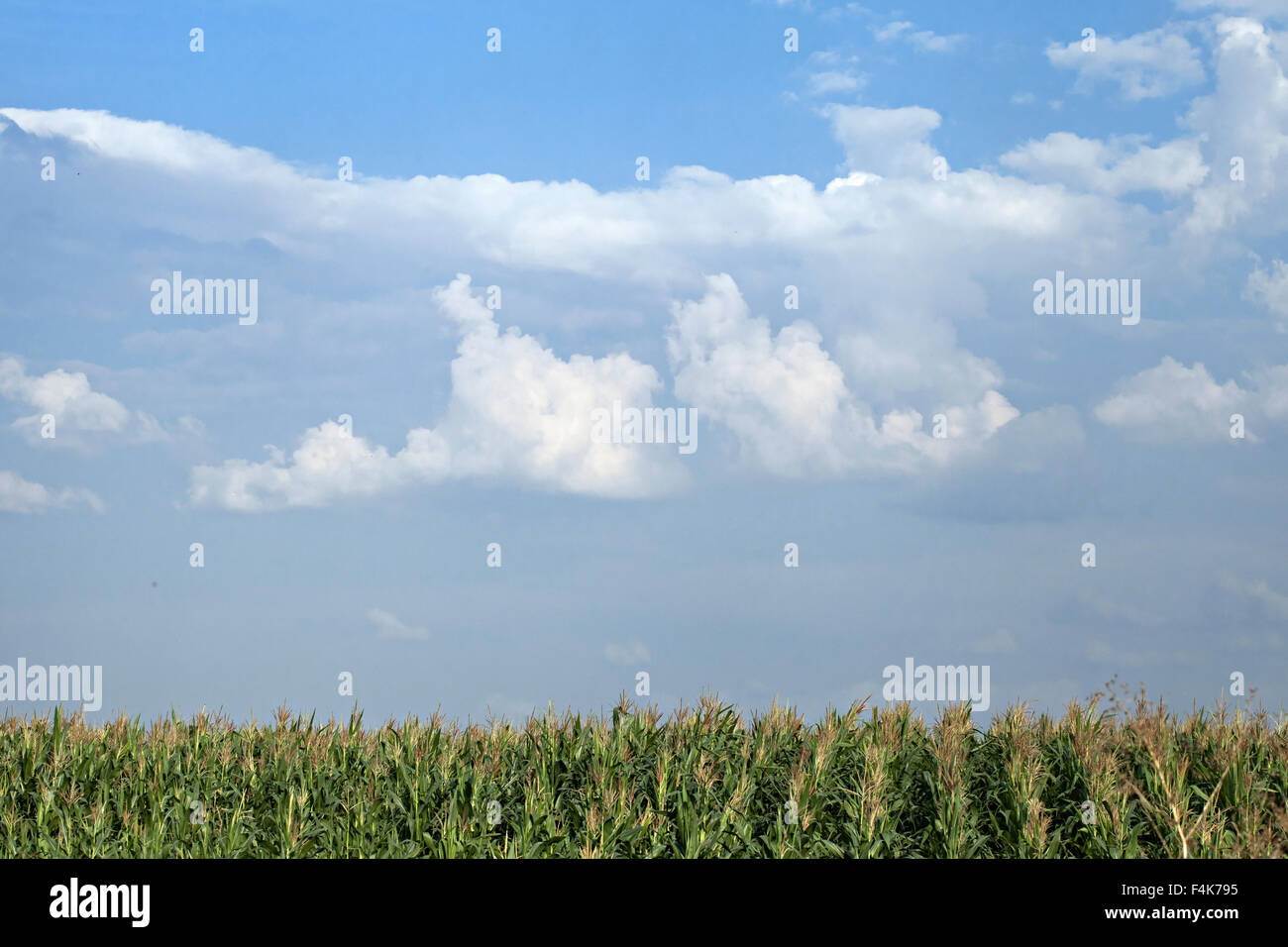 Indian corn field hi-res stock photography and images - Alamy