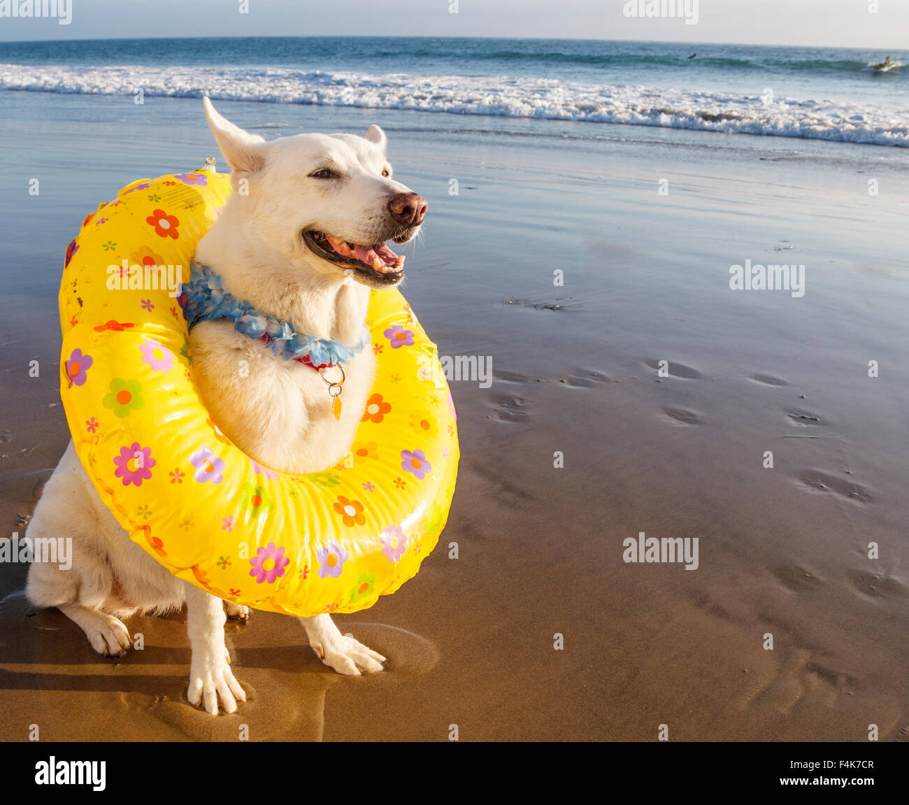 Dog wearing swim ring at the beach Stock Photo - Alamy