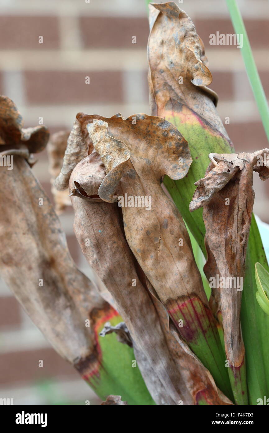 Drying Canivorous yellow pitcher plants Stock Photo - Alamy