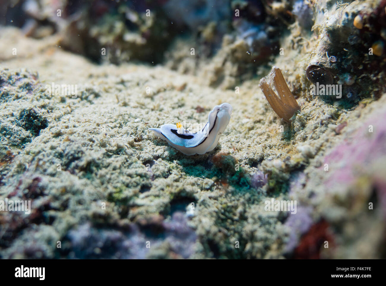 Diving in Komodo National Park, Indonesia Stock Photo - Alamy
