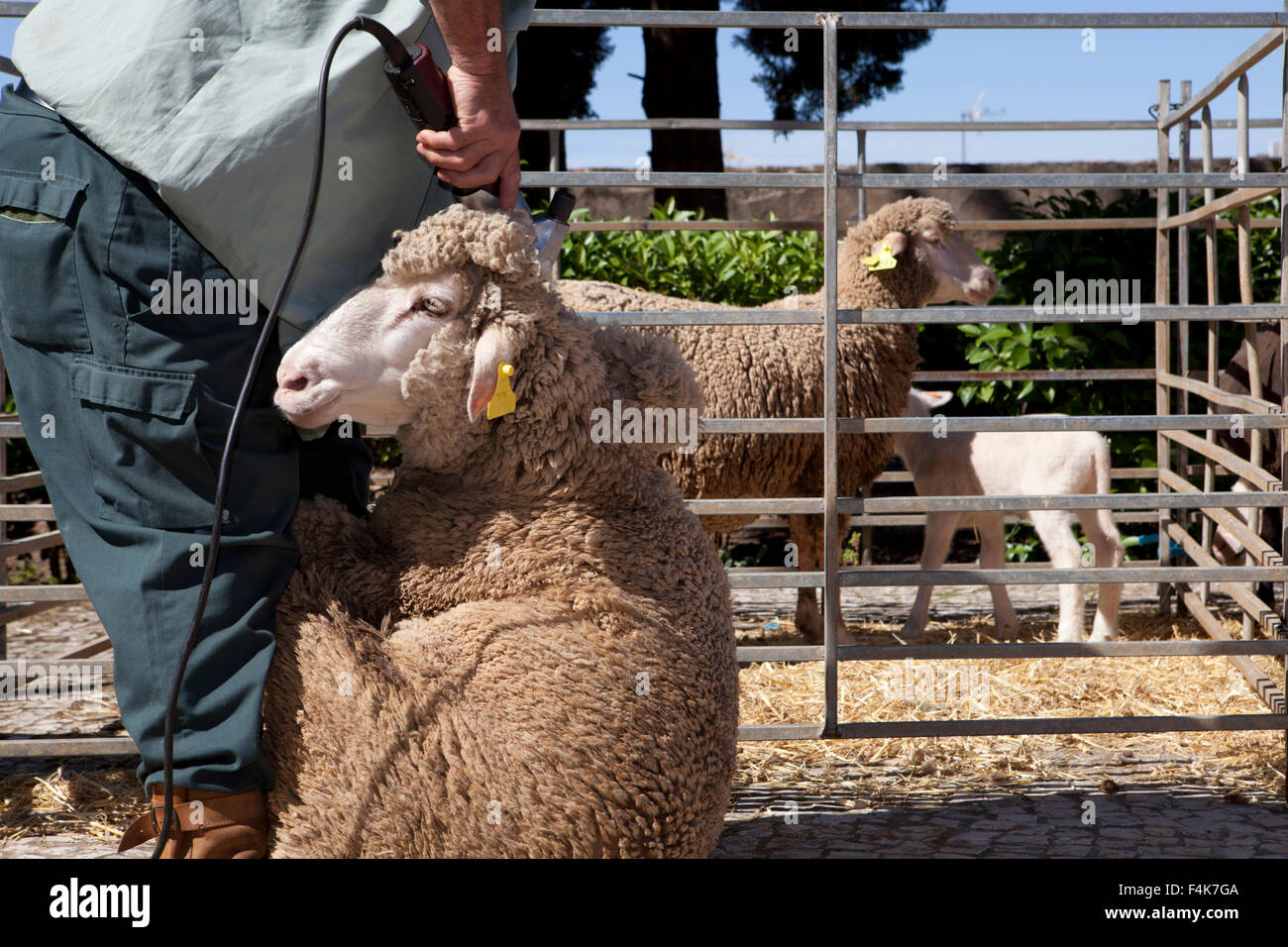 Sheep shearing machine hi-res stock photography and images - Alamy