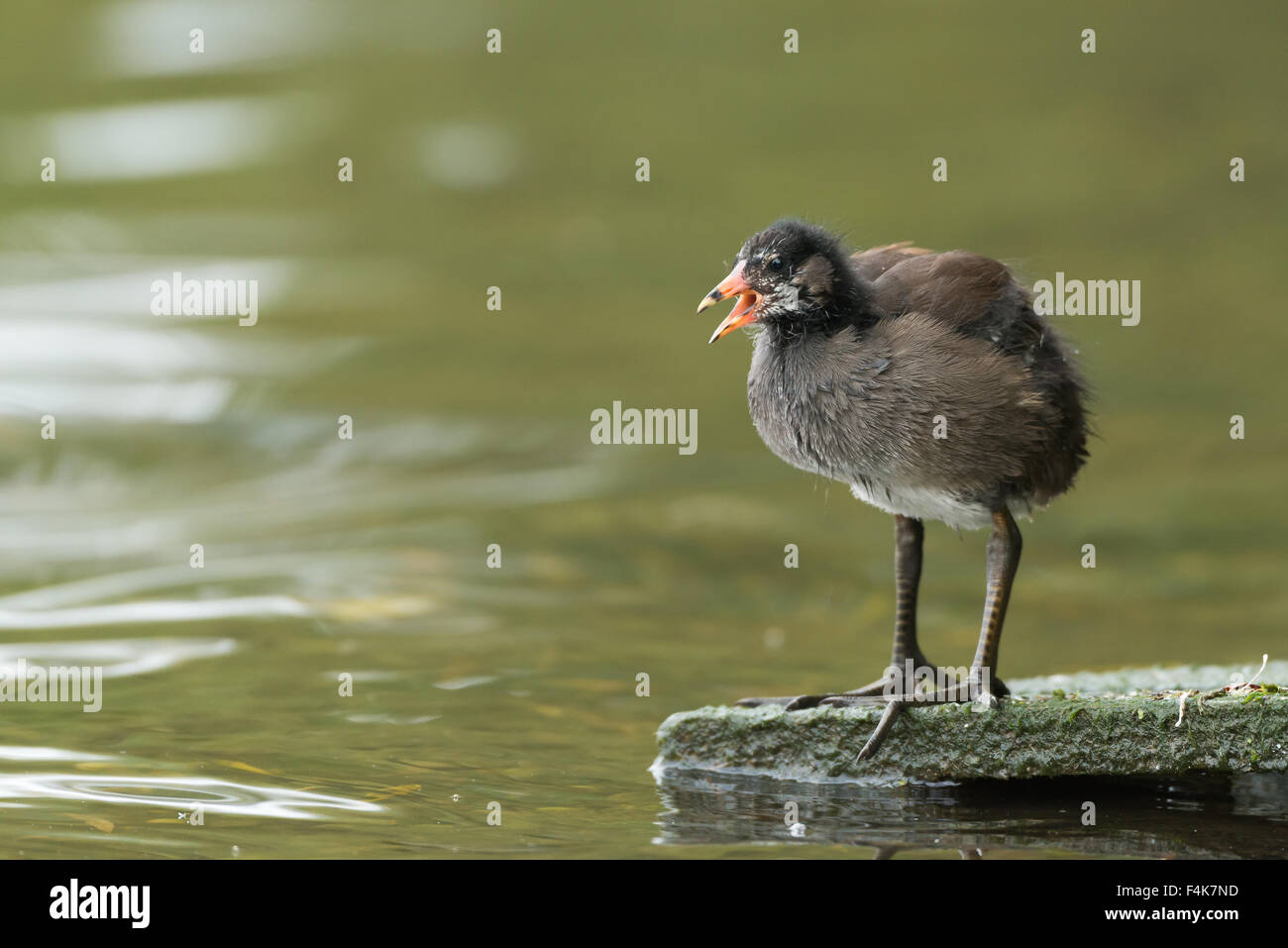 Moorhen (Gallinula chloropus) fledgling Stock Photo - Alamy