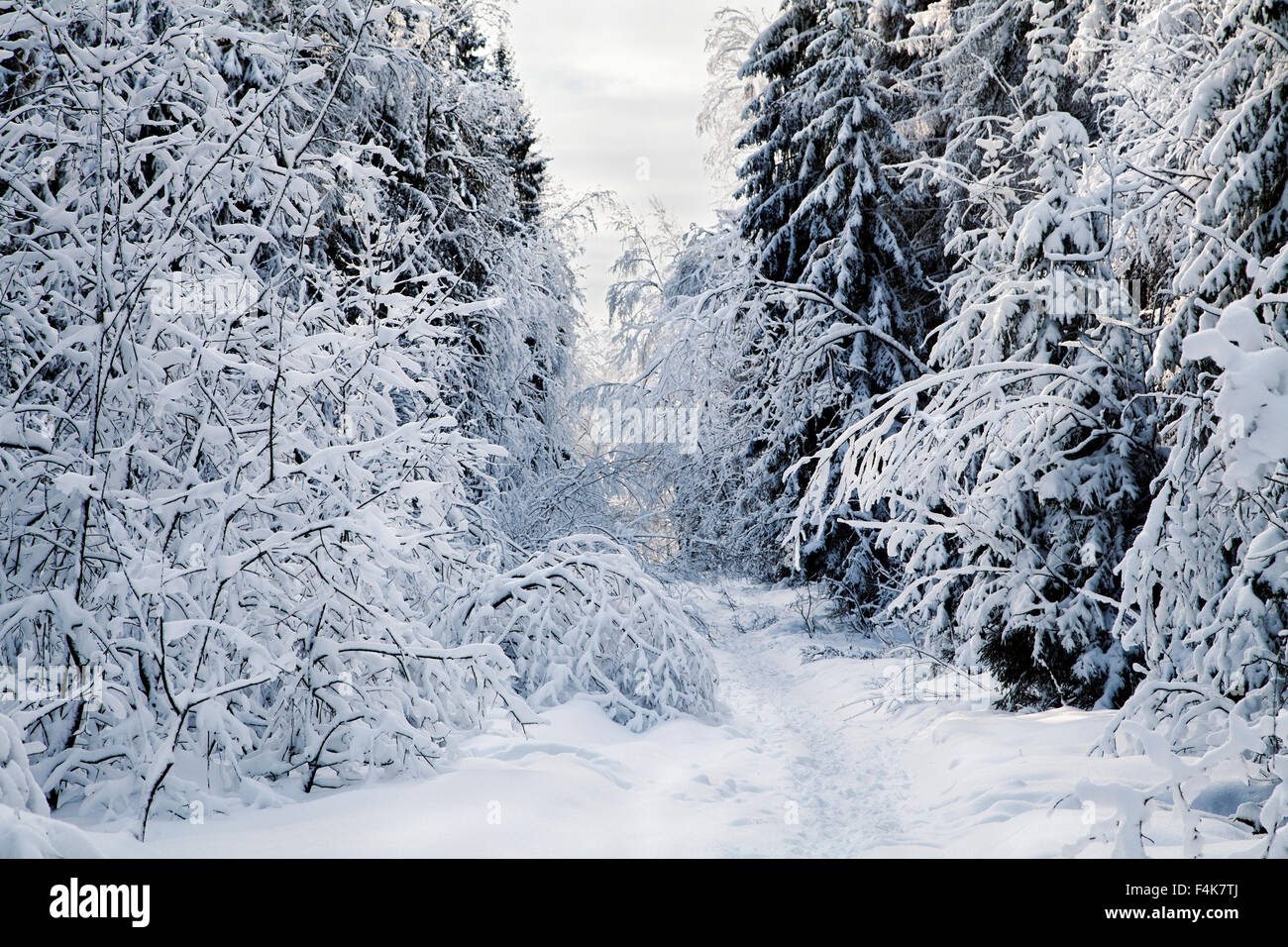 A path between trees covered with snow Stock Photo - Alamy