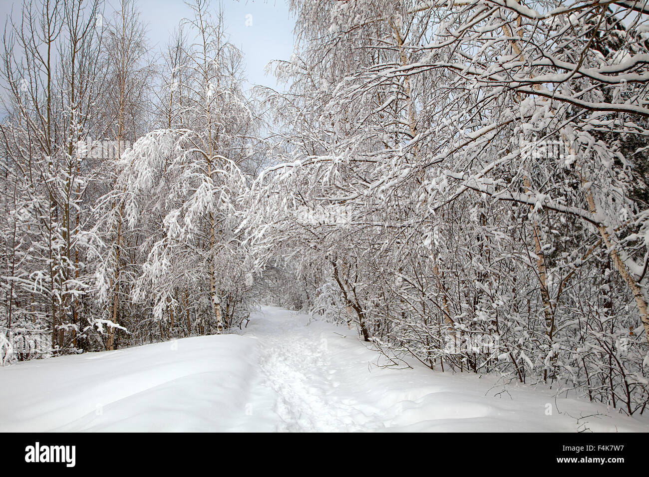 A path between trees covered with snow Stock Photo - Alamy