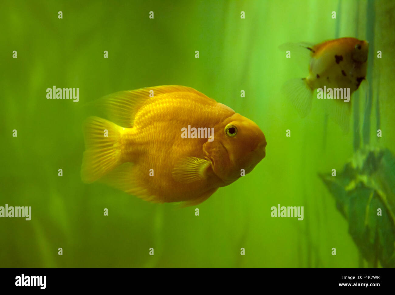 Fish swimming in an aquarium hi-res stock photography and images - Alamy