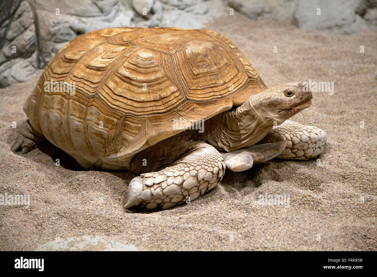 Big land tortoise crawling in the sand Stock Photo - Alamy