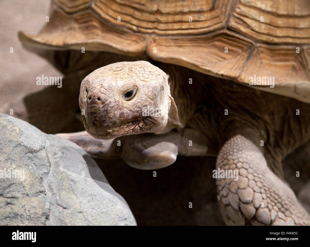 Wrinkled feet hi-res stock photography and images - Alamy