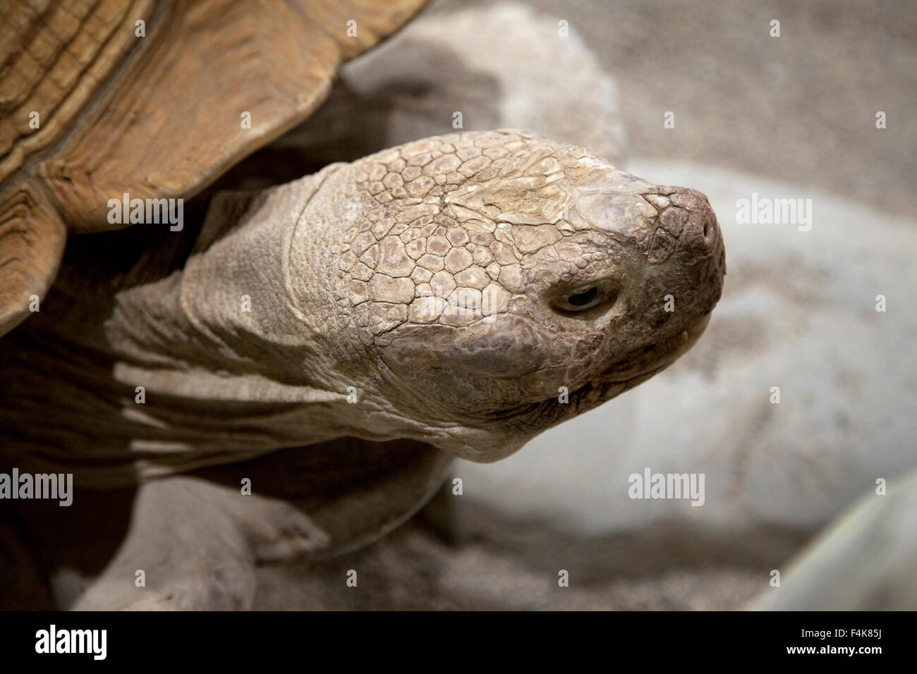 Wrinkled feet hi-res stock photography and images - Alamy