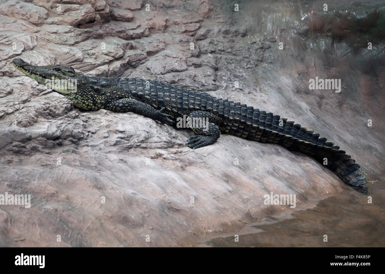 Crocodile rock hi-res stock photography and images - Alamy