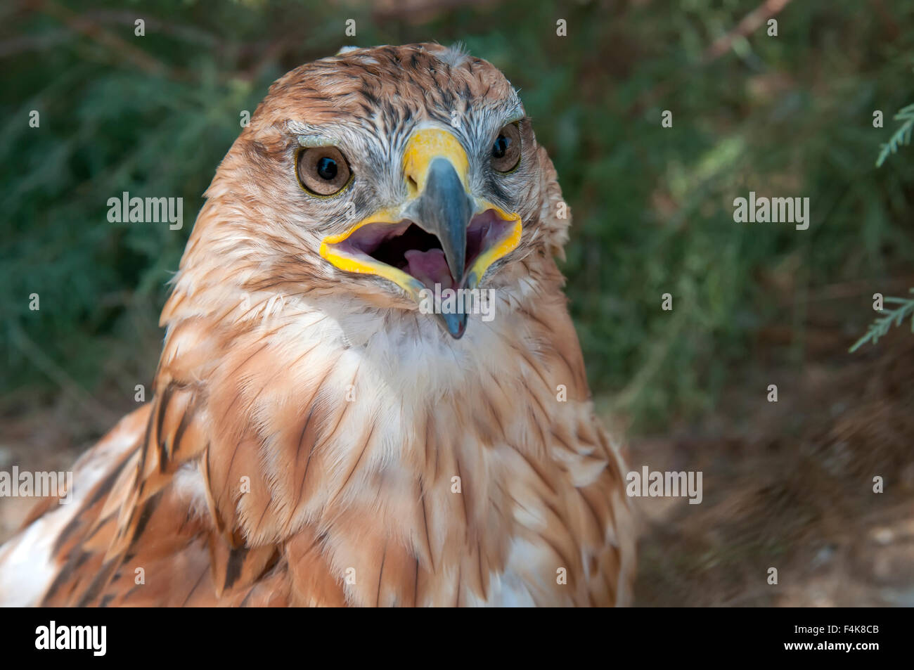 long legged buzzard open beak Stock Photo - Alamy