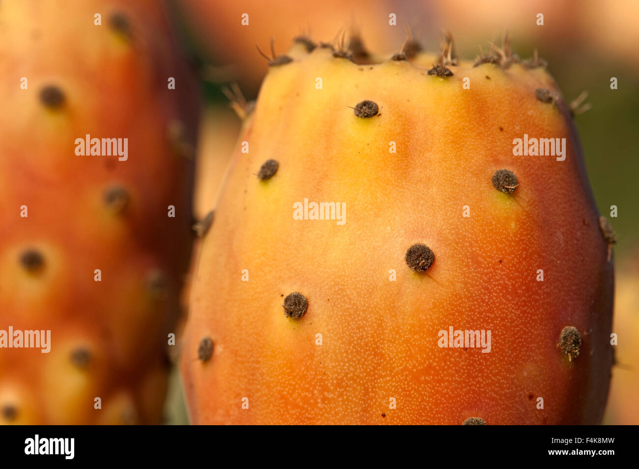 Sabra fruit close up Stock Photo - Alamy