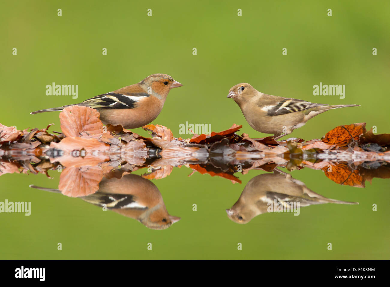 Chaffinch male and female hi-res stock photography and images - Alamy