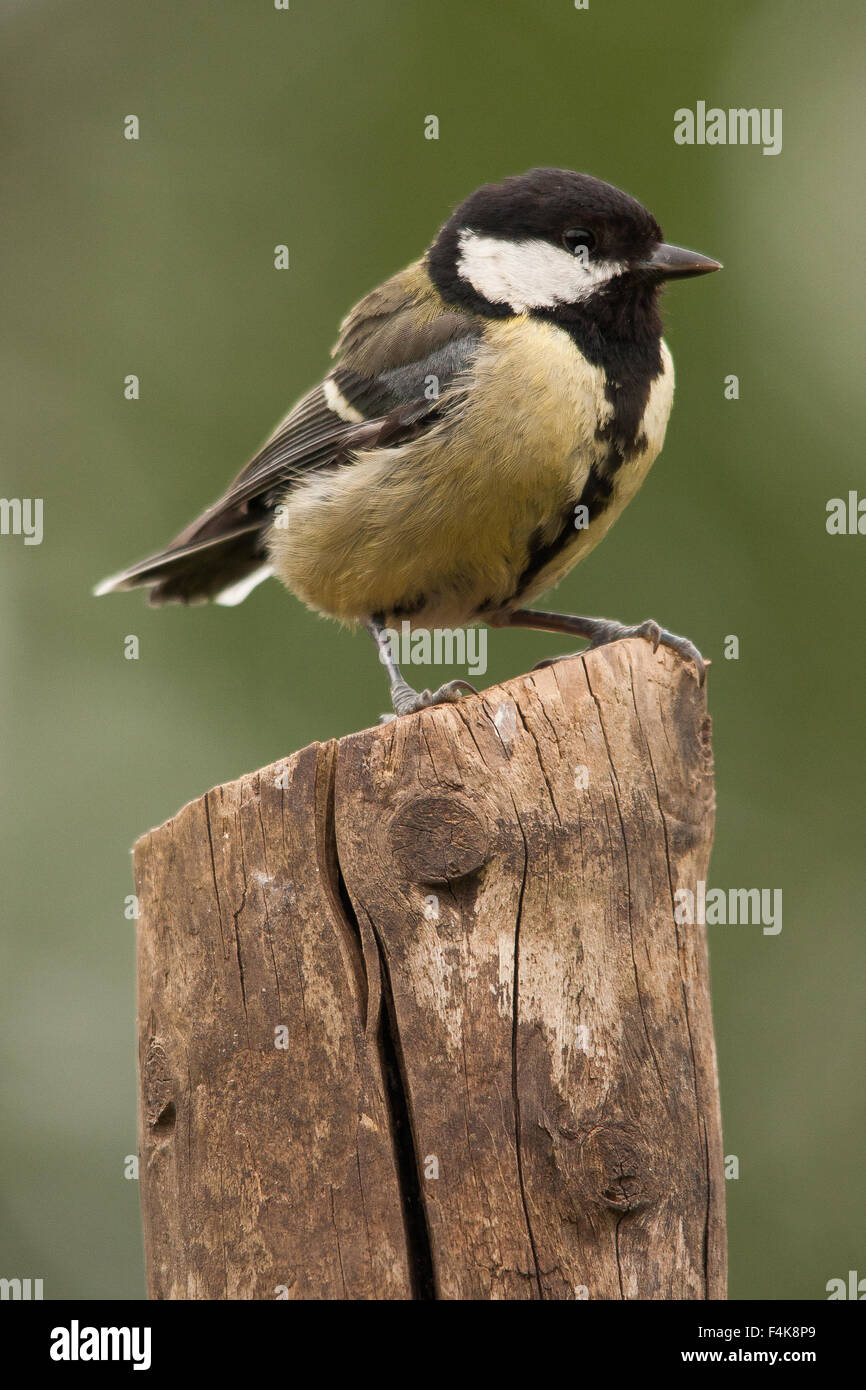Great tit (Parus major Stock Photo - Alamy