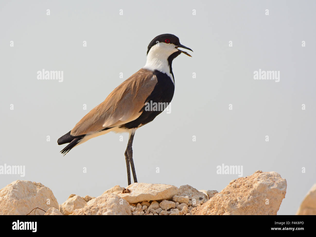White winged lapwing hi-res stock photography and images - Alamy