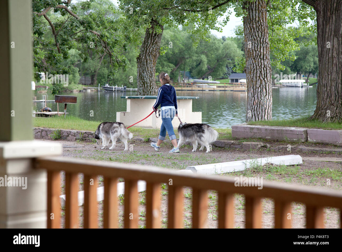 Alaskan malamute female hi-res stock photography and images - Alamy