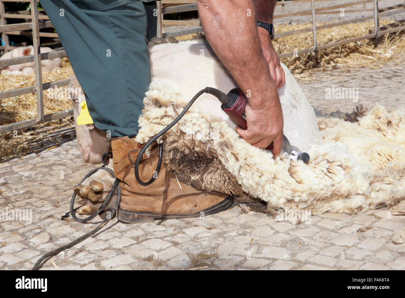 Mature farmer shearing sheep for wool outdoors with traditional manual ...