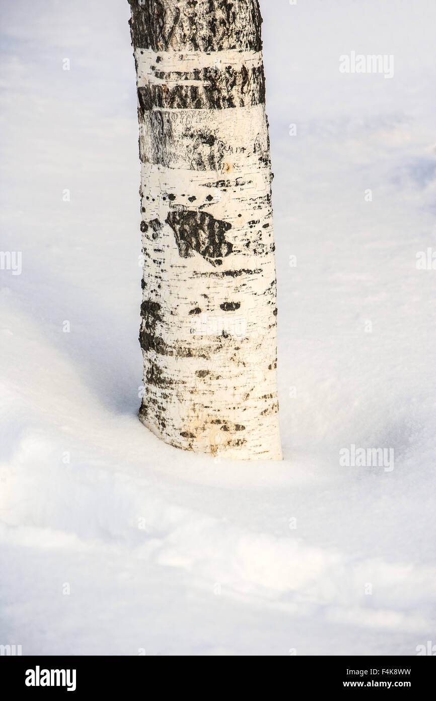 Base of birch tree in the snow Stock Photo - Alamy