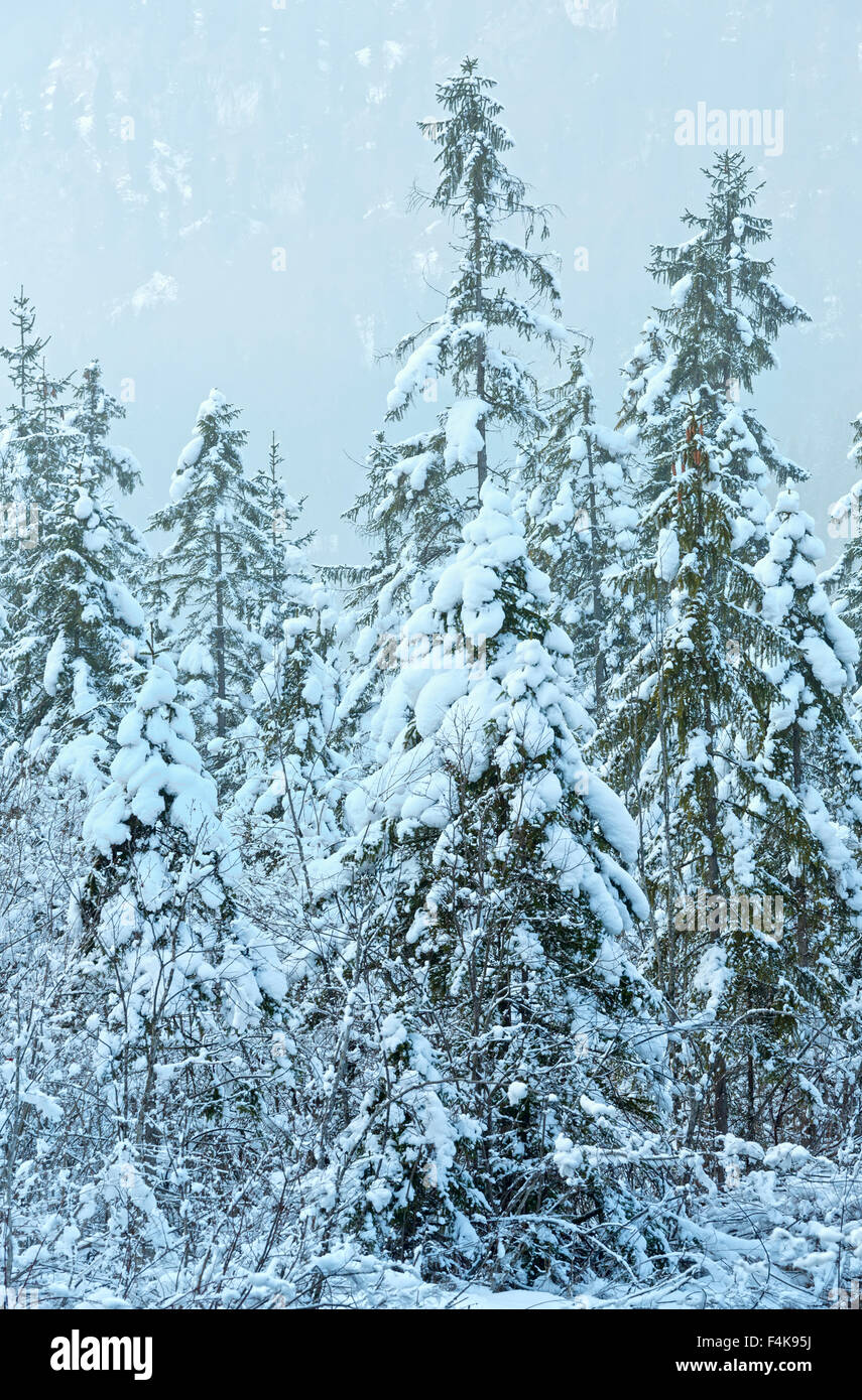 Snowy fir trees hi-res stock photography and images - Alamy
