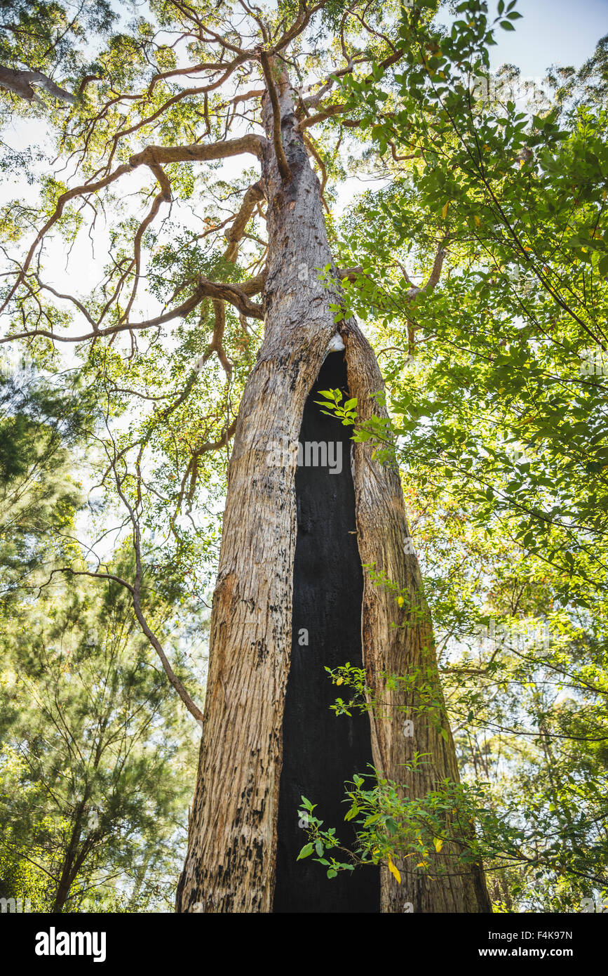 Tall hollow tree at the Valley of the Giants Stock Photo - Alamy