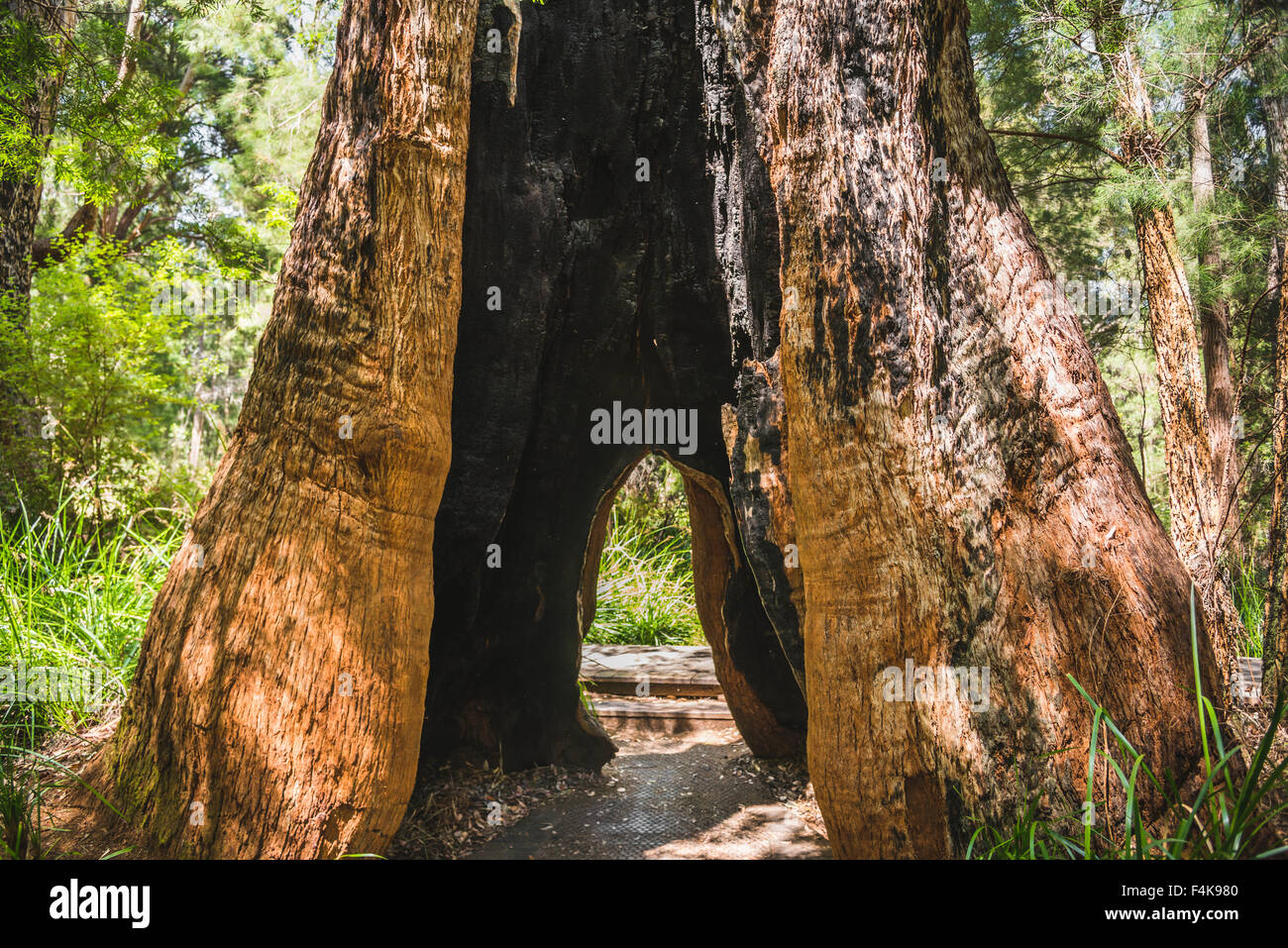 Large hollow tree at the Valley of the Giants Stock Photo - Alamy