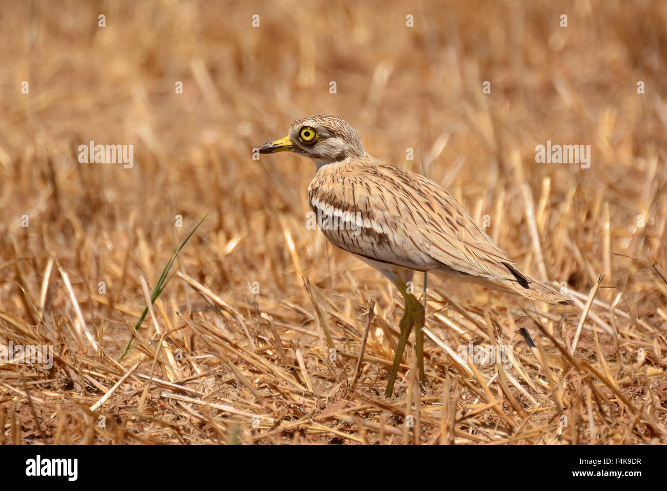 Stone curlew, Burhinus oedicnemus Stock Photo - Alamy