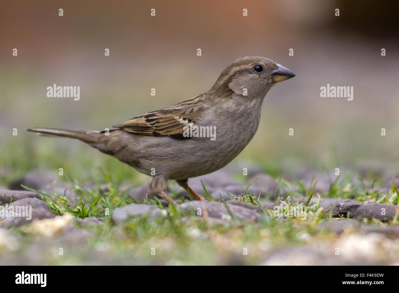 House sparrow (Passer domesticus) – female Stock Photo - Alamy