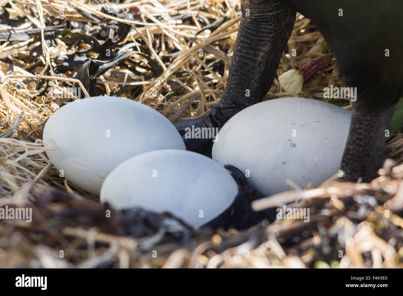 Shag nest eggs hi-res stock photography and images - Alamy