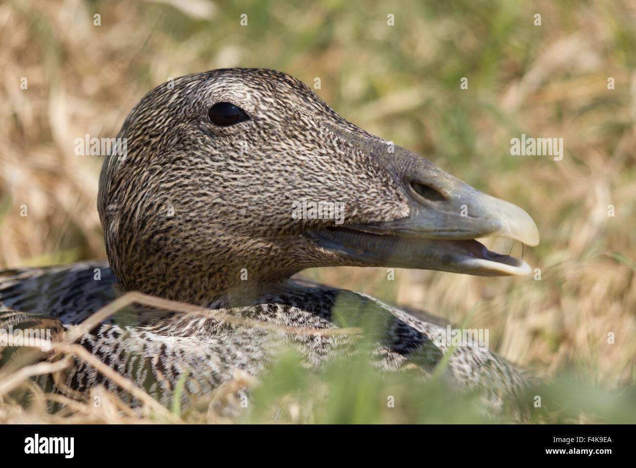 Eider brood hi-res stock photography and images - Alamy