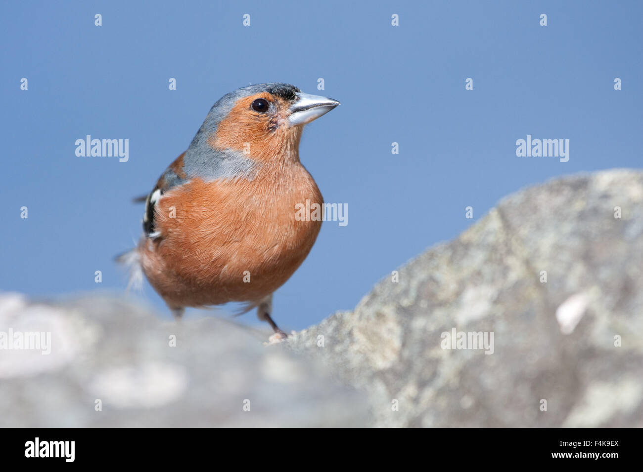 Common chaffinch on stone hi-res stock photography and images - Alamy