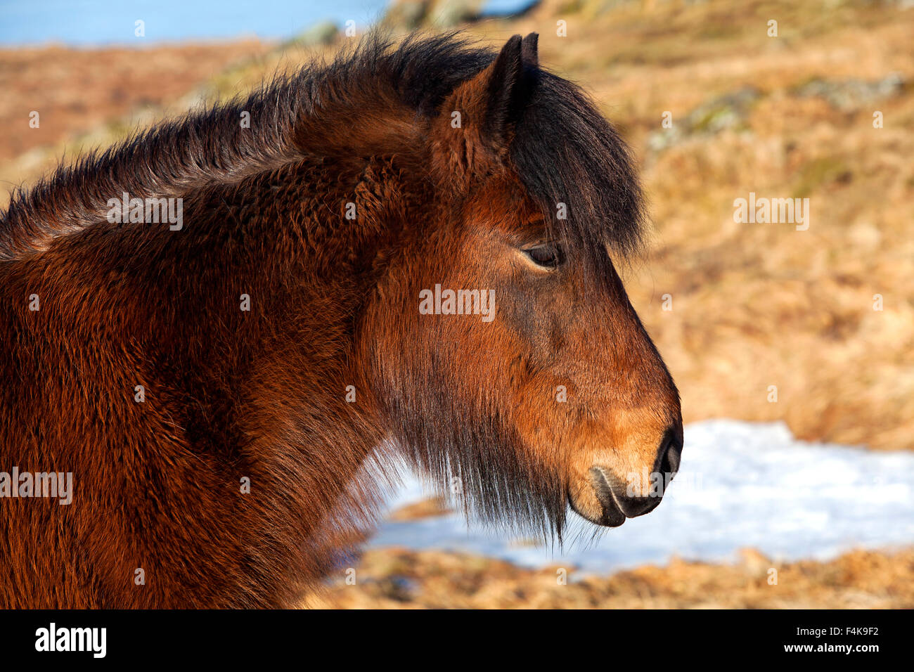 Brown Icelandic pony on a meadow in Iceland Stock Photo - Alamy