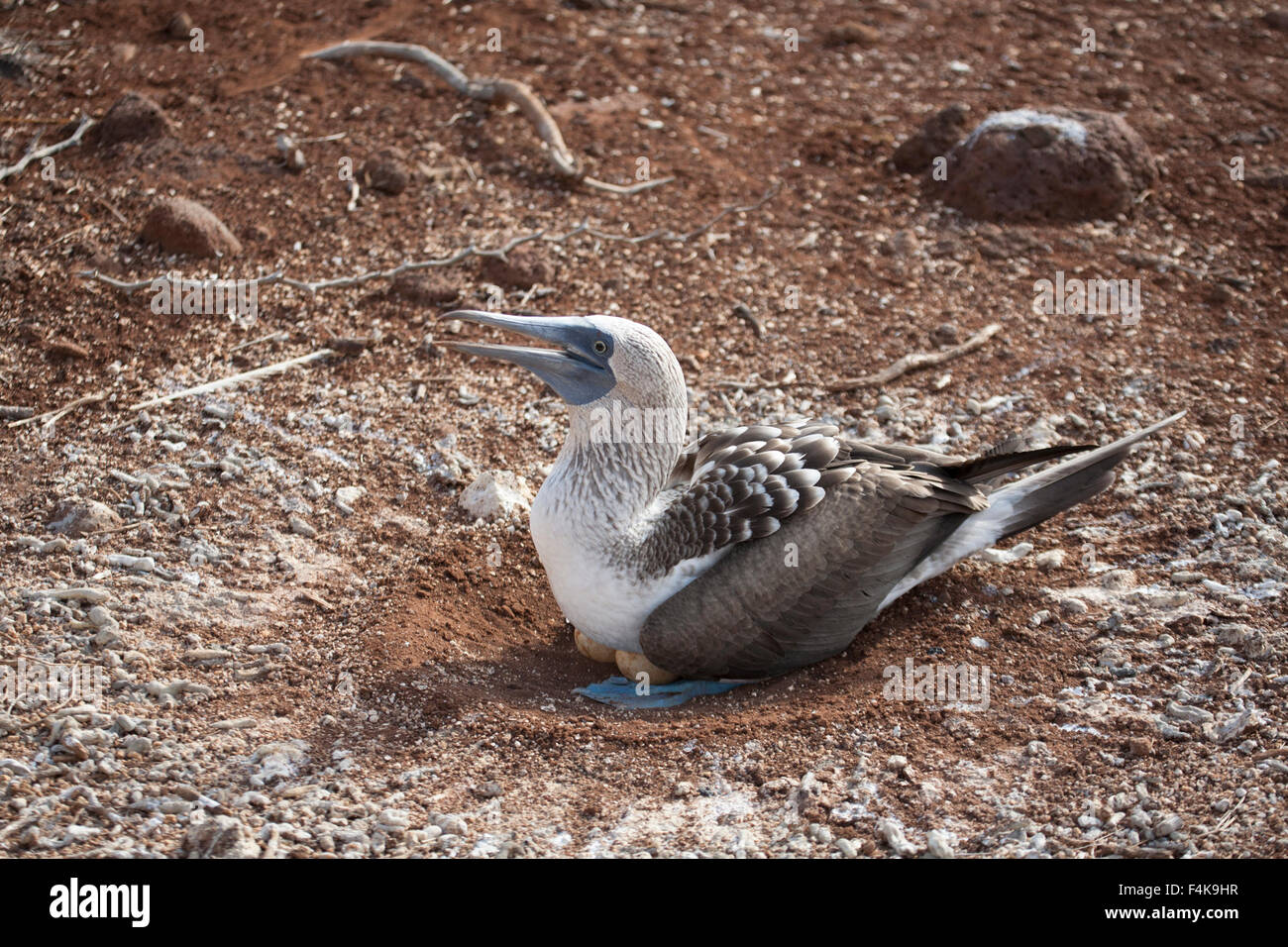 Blue-footed Booby (Sula nebouxii) adult female brooding eggs in nest on ...